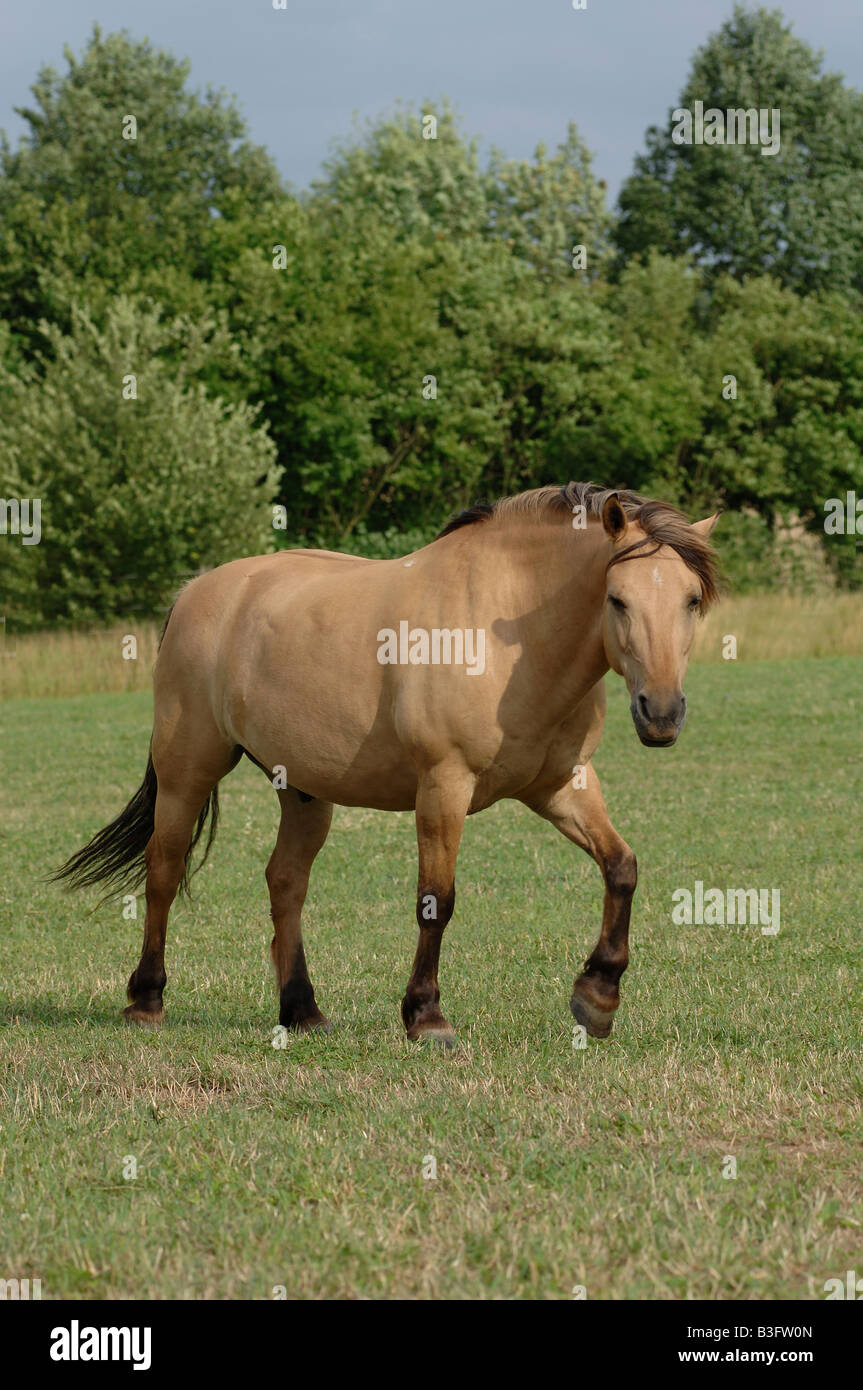 Partbred hi-res stock photography and images - Alamy