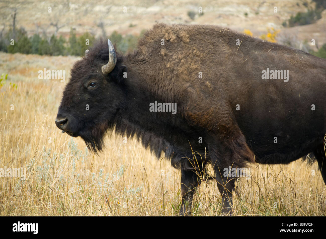 Buffalo in Theodore Roosevelt National Park South Unit Medora North ...