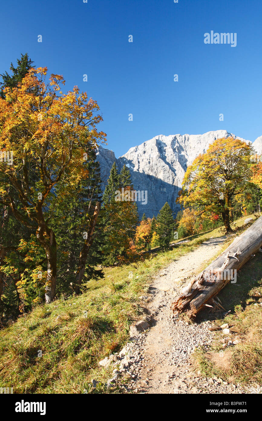 autumnal maple tree austria Stock Photo - Alamy