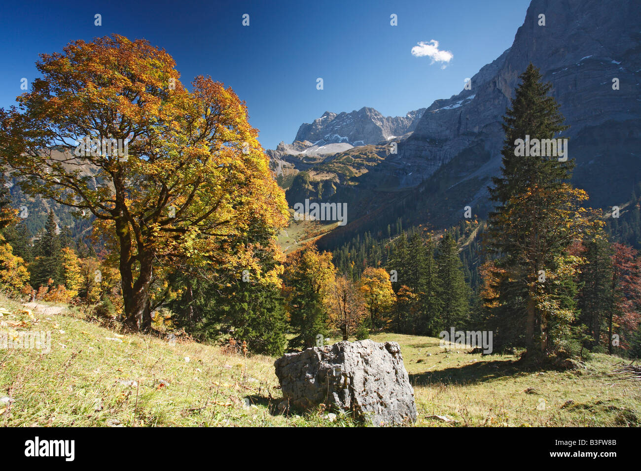 maple tree austria Stock Photo - Alamy