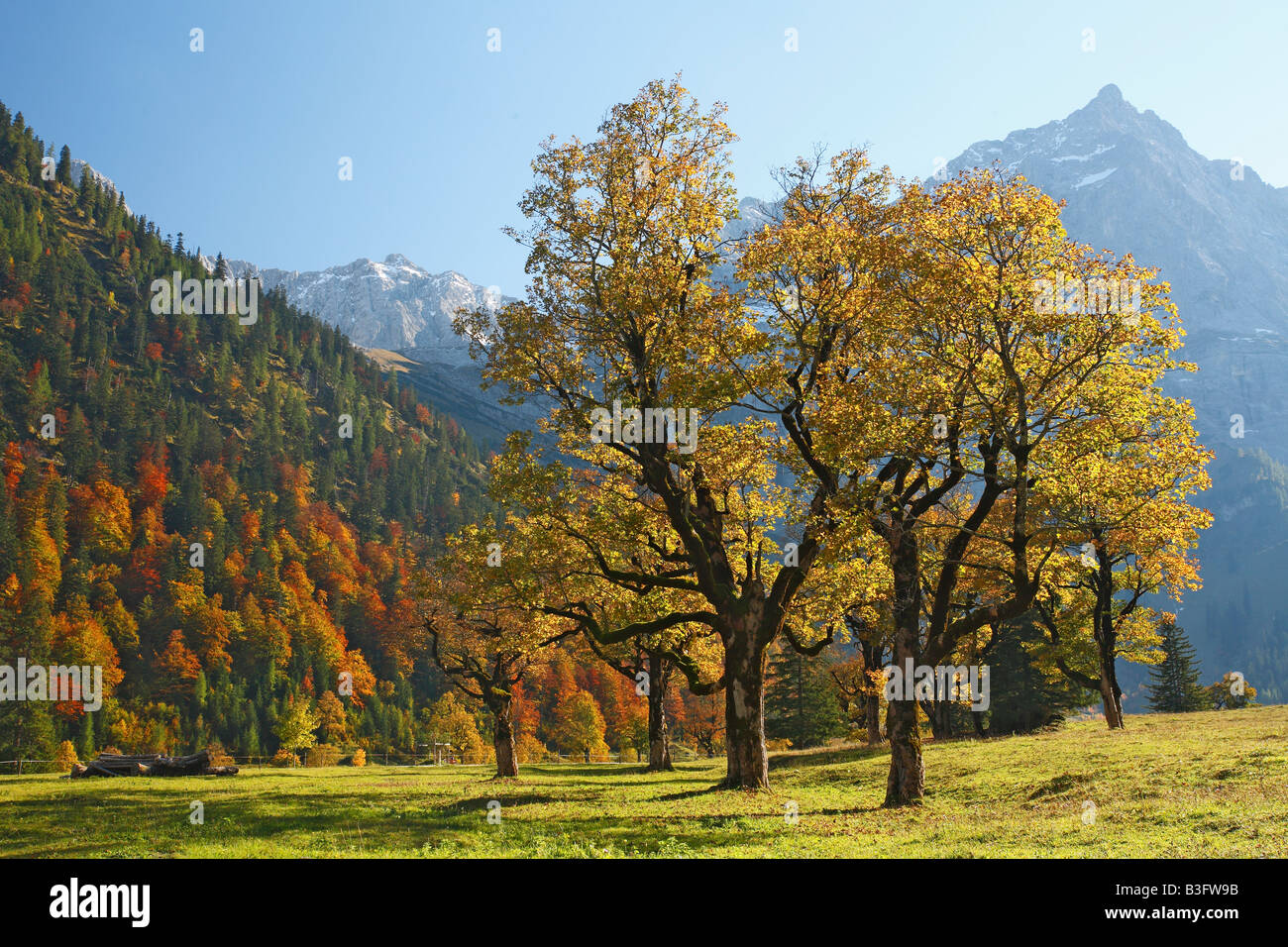 autumnal maple tree Stock Photo - Alamy