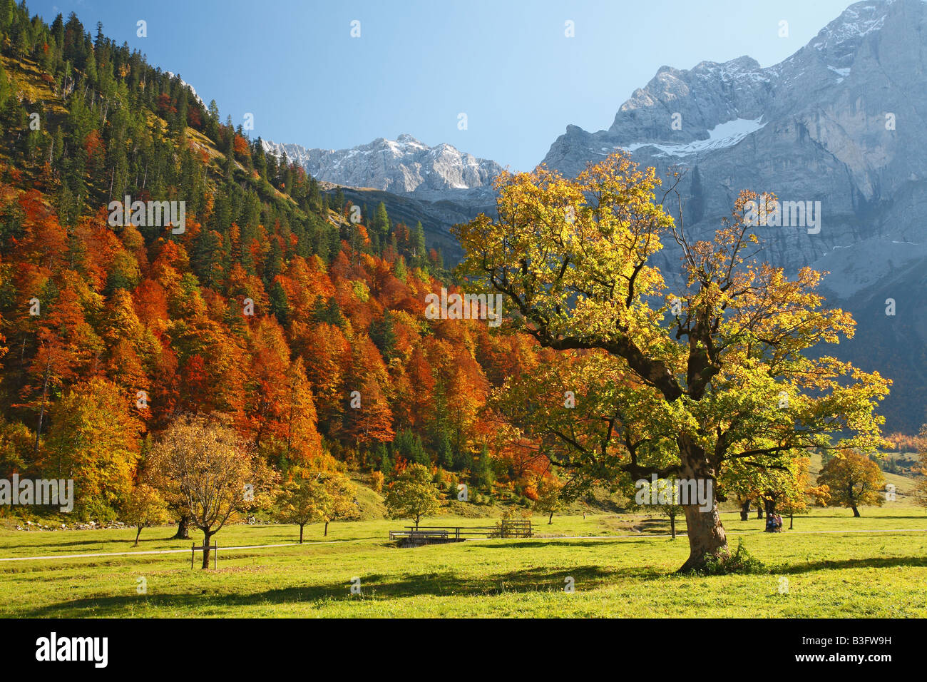 maple tree autumn austria Stock Photo - Alamy