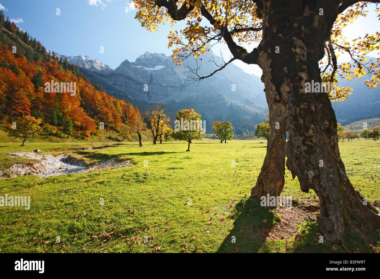 maple tree autumn austria Stock Photo - Alamy