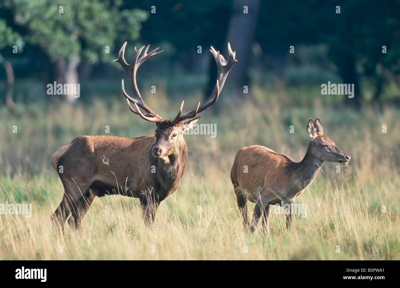 red deer - buck and doe Stock Photo - Alamy