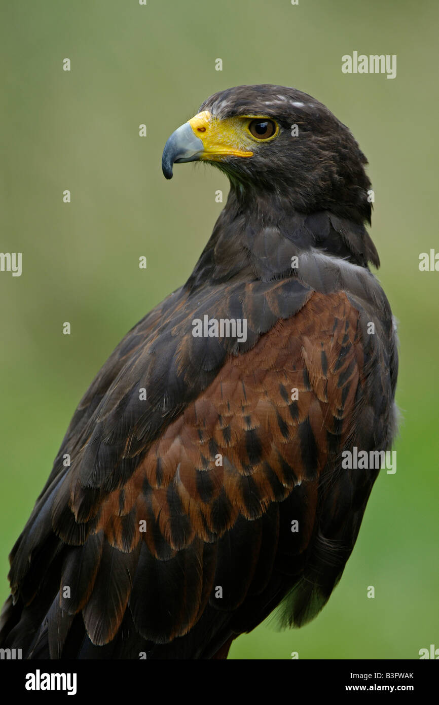 harris hawk germany Stock Photo - Alamy