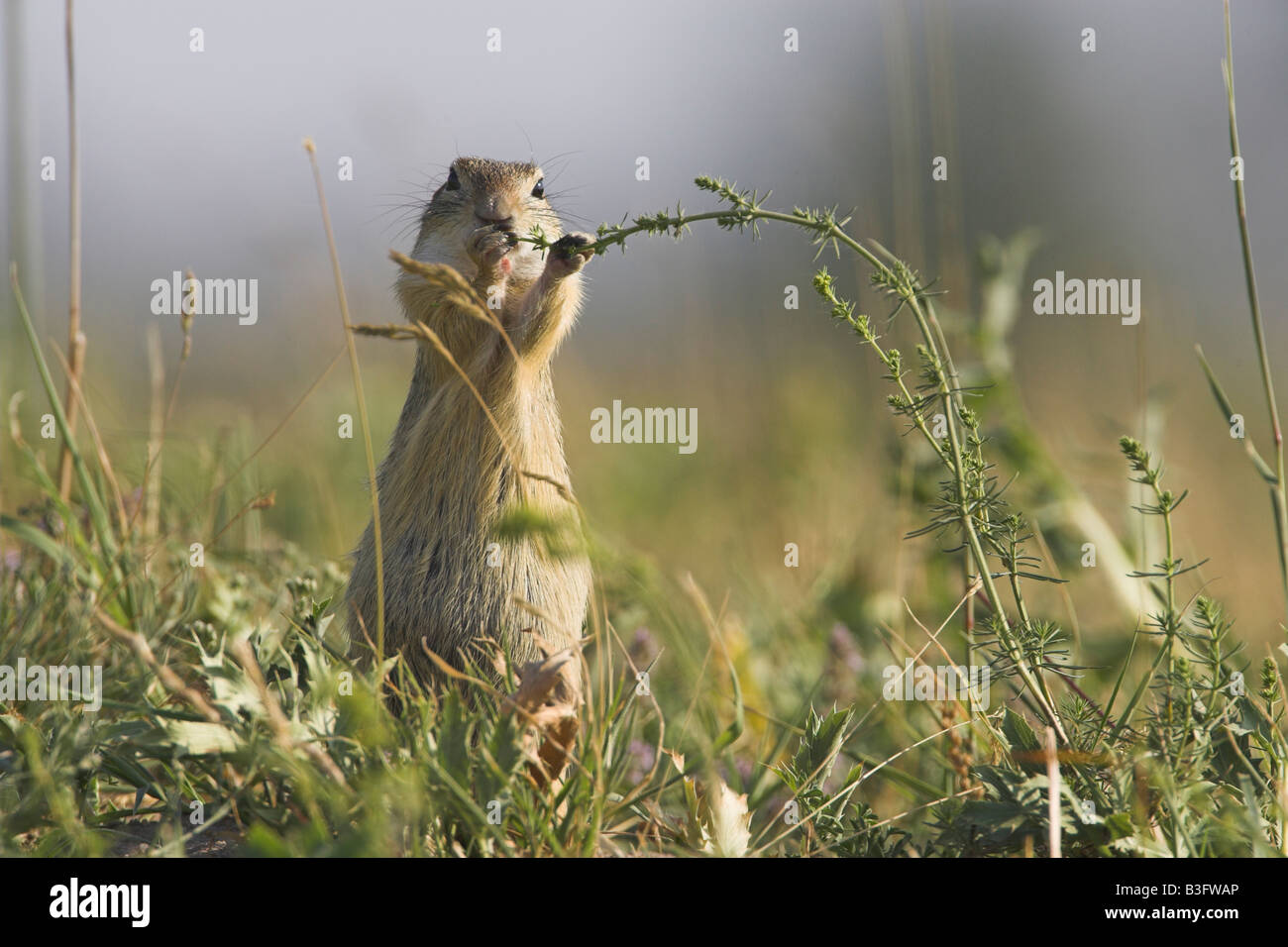 gopher in austria - european squirrel Stock Photo - Alamy