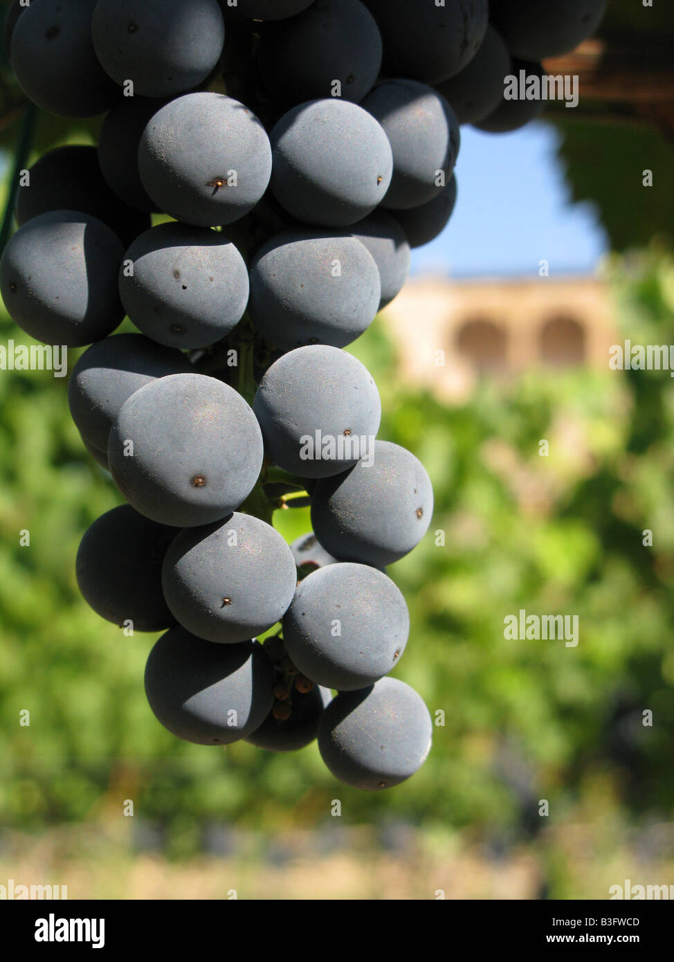 spain detail red grapes hang vineyard Stock Photo - Alamy