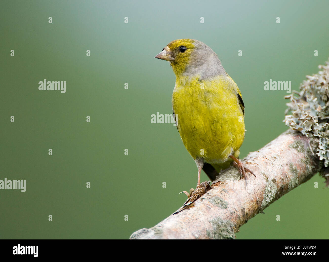 zitronengirlitz carduelis citrinella citril finch Stock Photo - Alamy