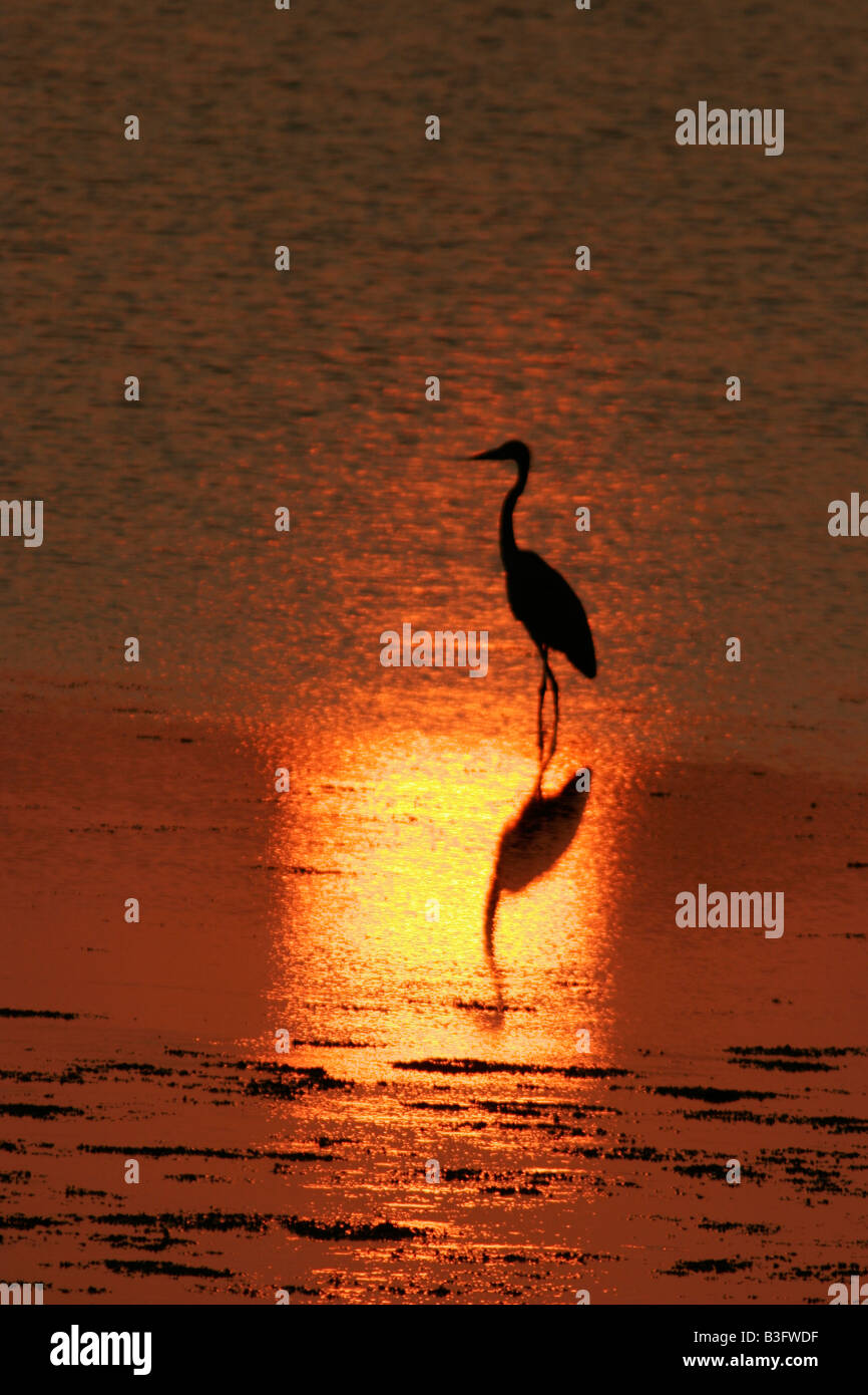 Red goliath hi-res stock photography and images - Alamy