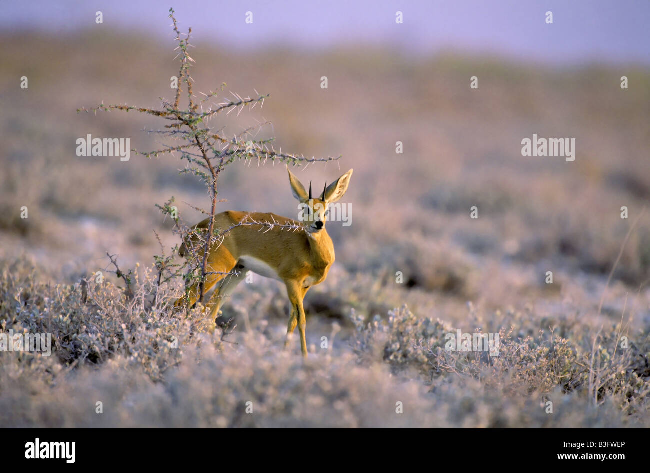 ibex steinbock Etosha NP Namibia Africa Stock Photo - Alamy