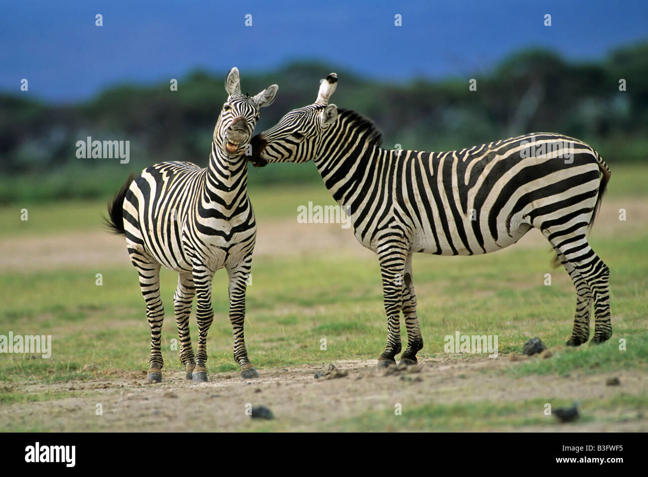 South Africa Cape Mountain Zebra Stock Photo - Alamy