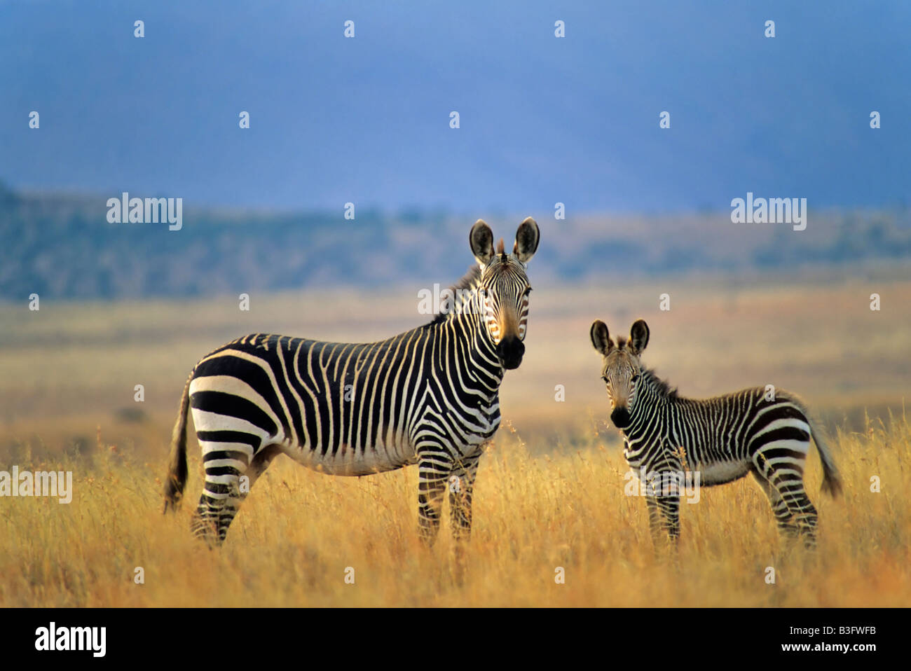 zebra with cub south africa Stock Photo - Alamy