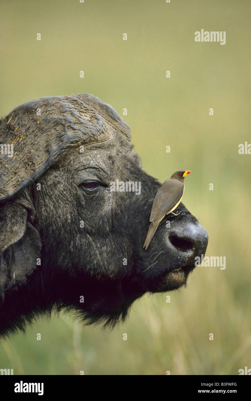 african buffalo and yellow-billed oxpecker Stock Photo - Alamy