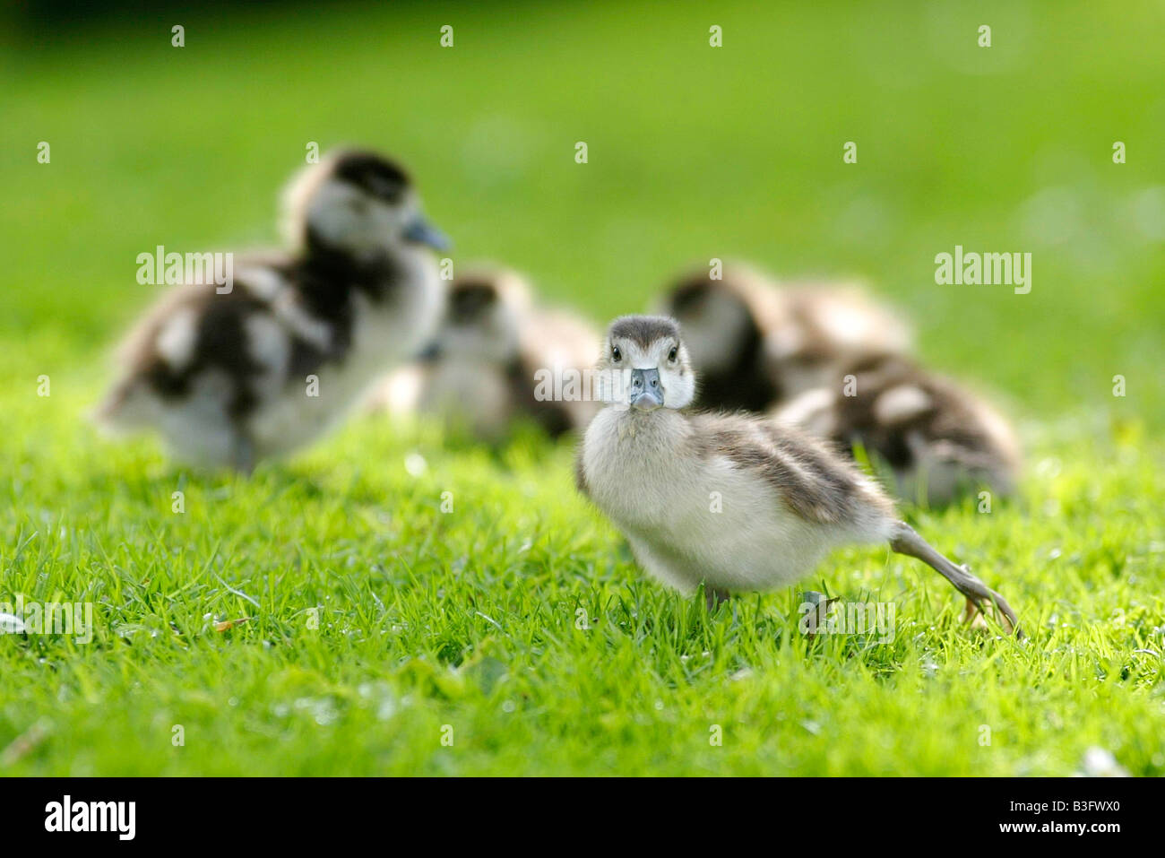 Dinky bird hi-res stock photography and images - Alamy