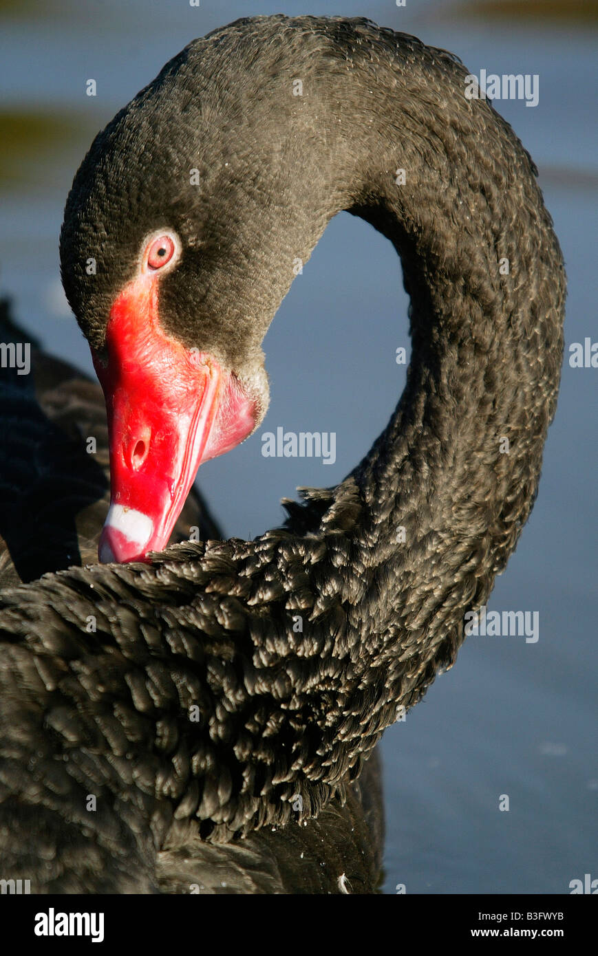 Extinct swan hi-res stock photography and images - Alamy
