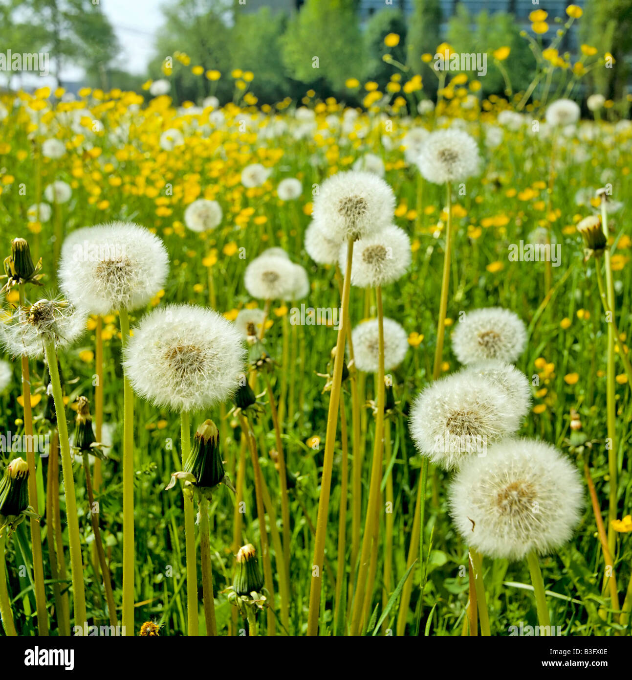 dandelion and blowball germany deutschland Stock Photo - Alamy
