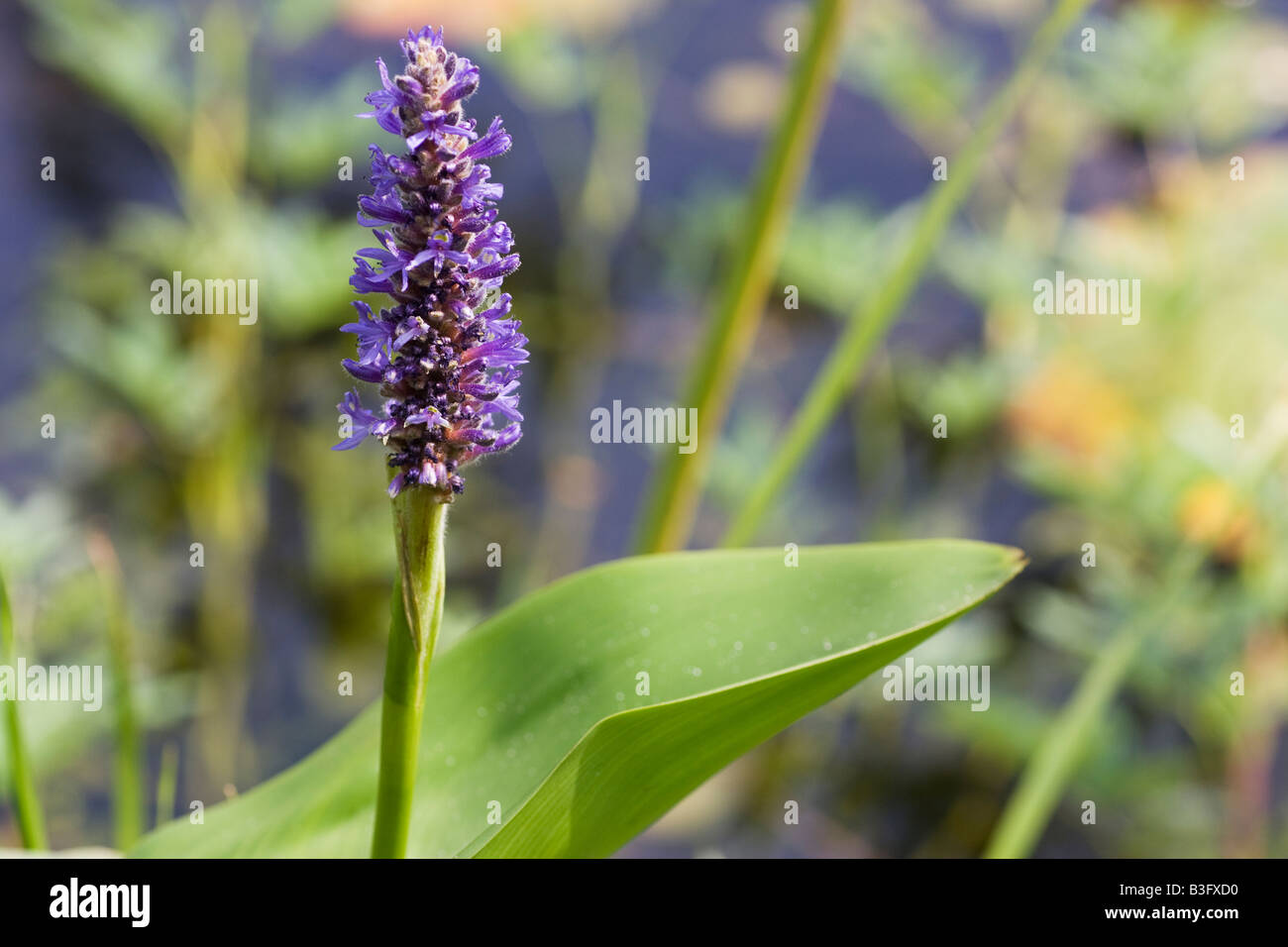 Pickerelweed plant hi-res stock photography and images - Alamy
