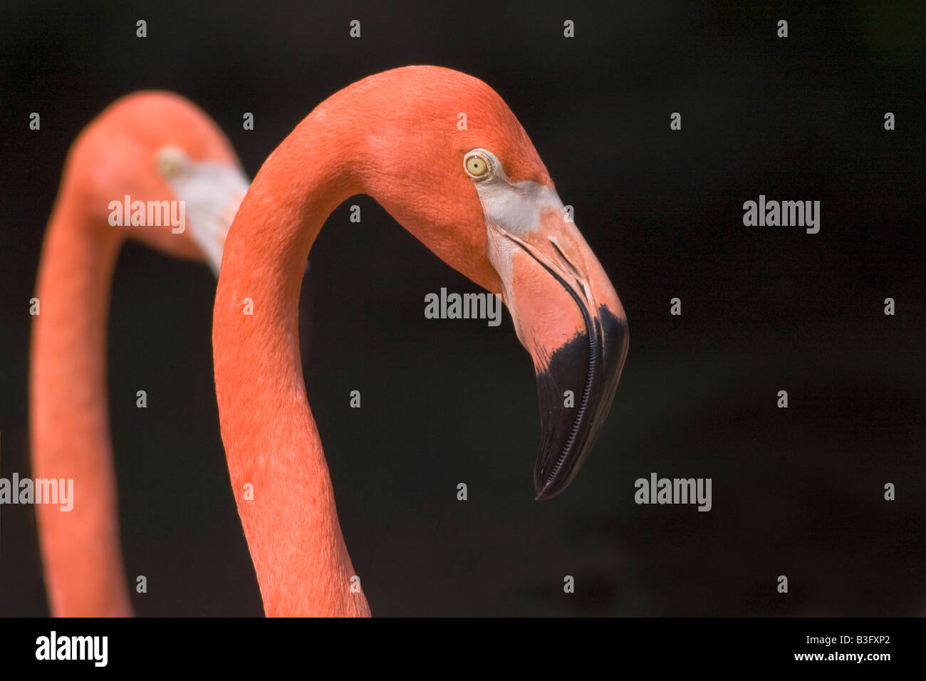 Birds barbados hi-res stock photography and images - Alamy