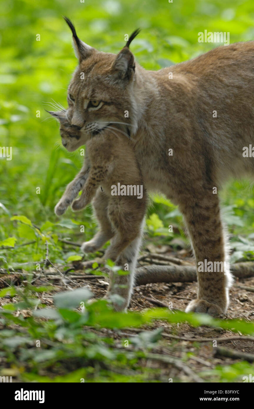 Europäischer Luchs Weibchen mit Jungtier Felis lynx European Lynx ...