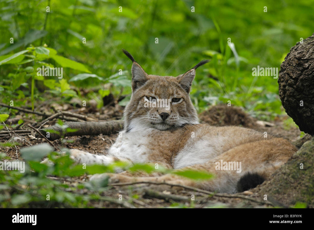 Europaeischer Luchs Felis lynx European Lynx Bayern Bavaria Deutschland ...