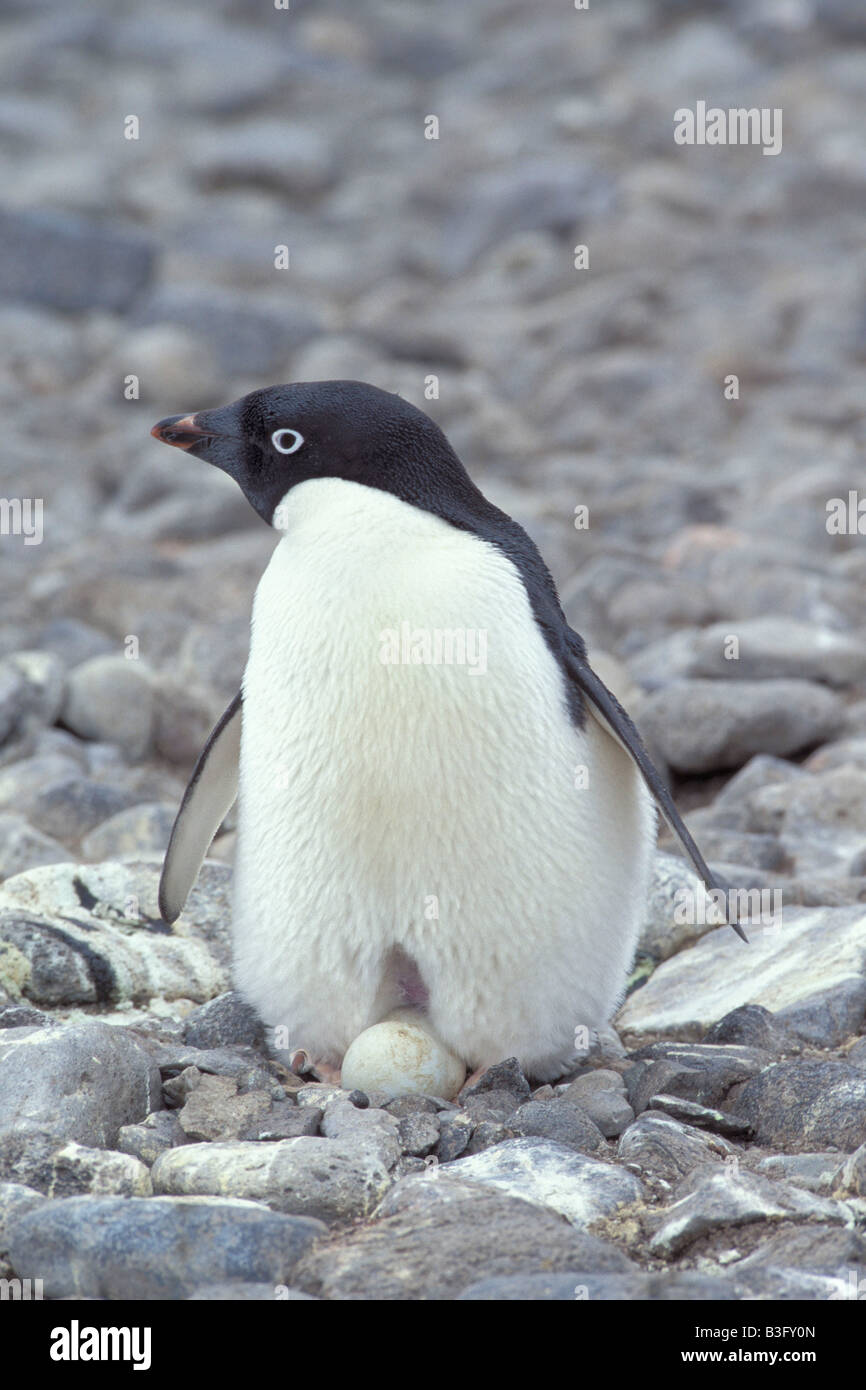 Adeliepinguine hi-res stock photography and images - Alamy