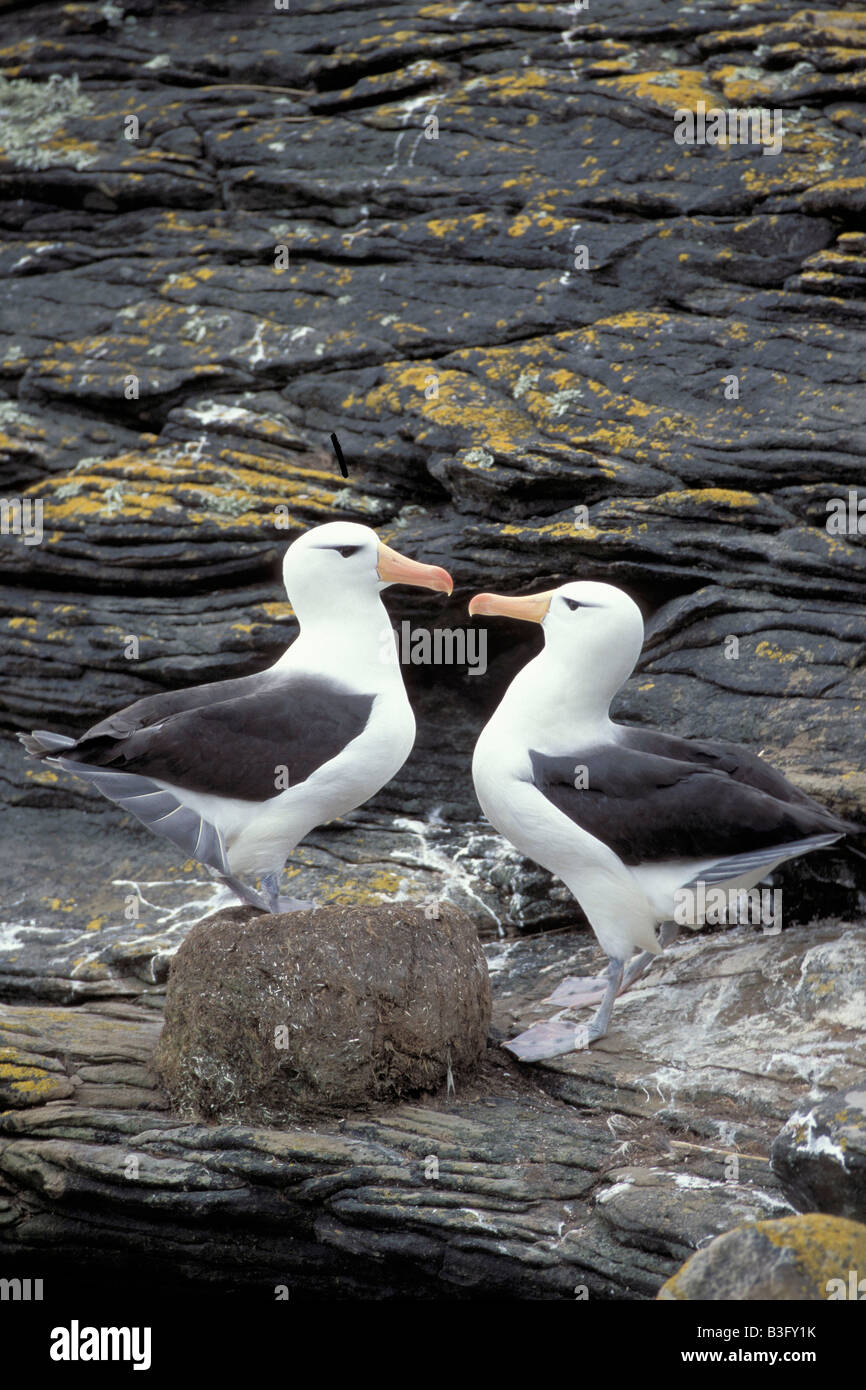 African albatross hi-res stock photography and images - Alamy
