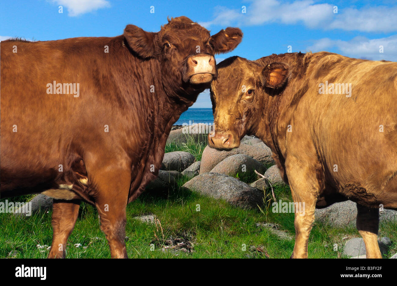 Deutsch Angus Rinder German Angus Cattle Stock Photo - Alamy