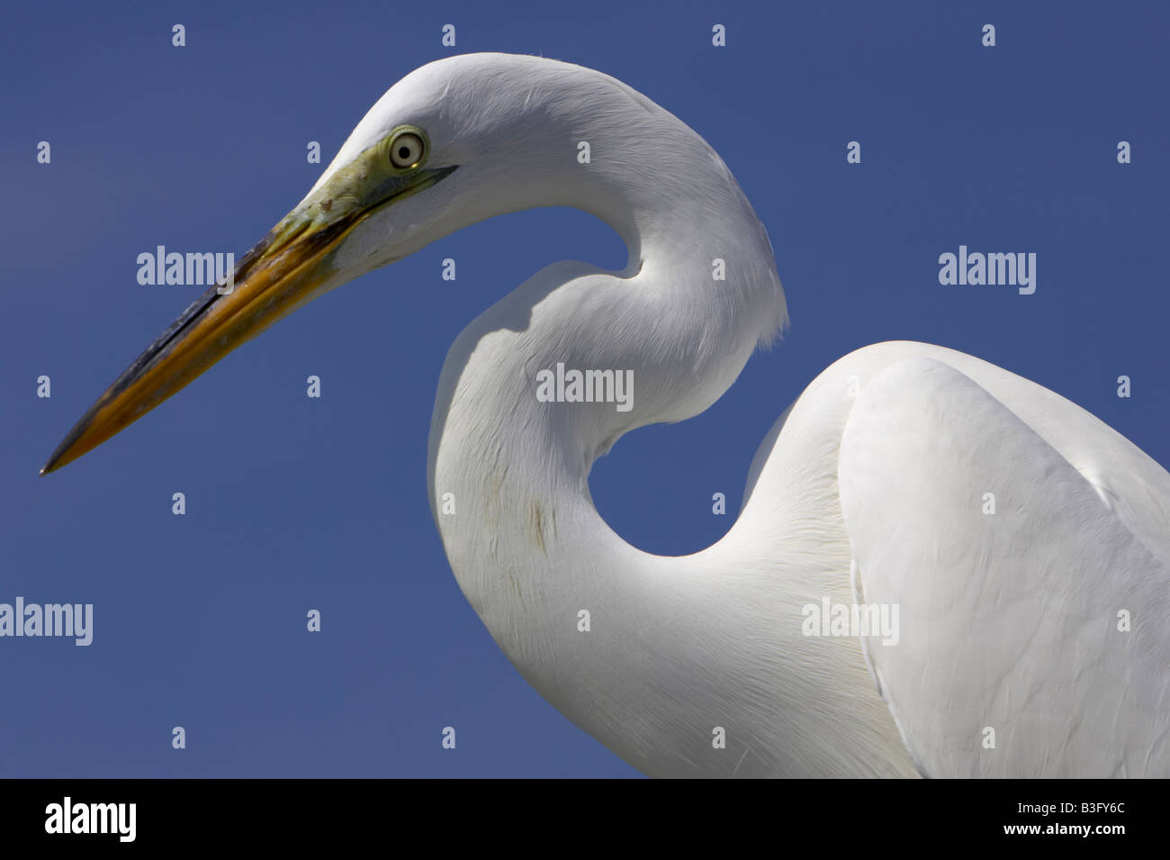 Silberreiher Egretta alba Great Egret Stock Photo - Alamy