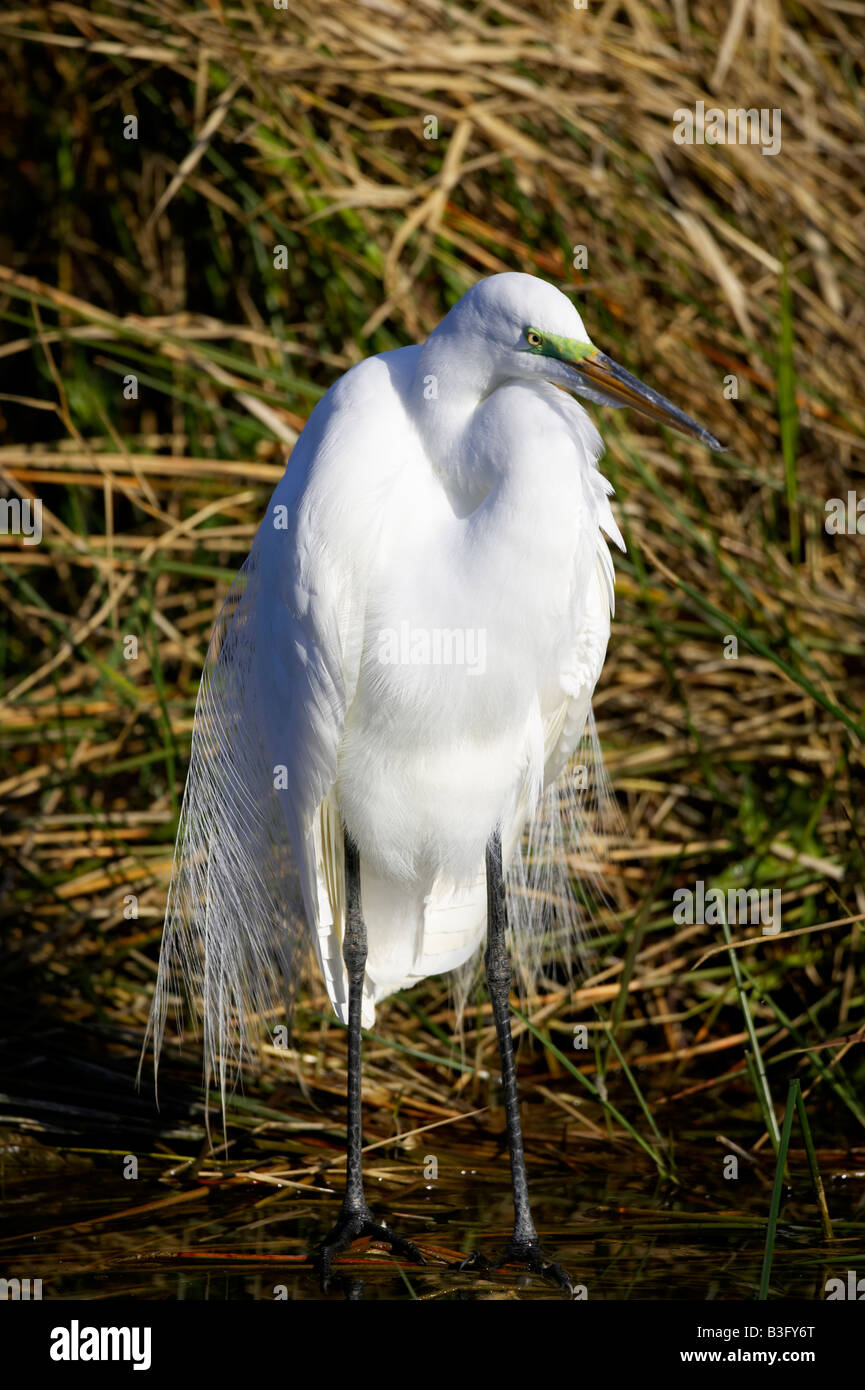 Silberreiher Egretta alba Great Egret Stock Photo - Alamy