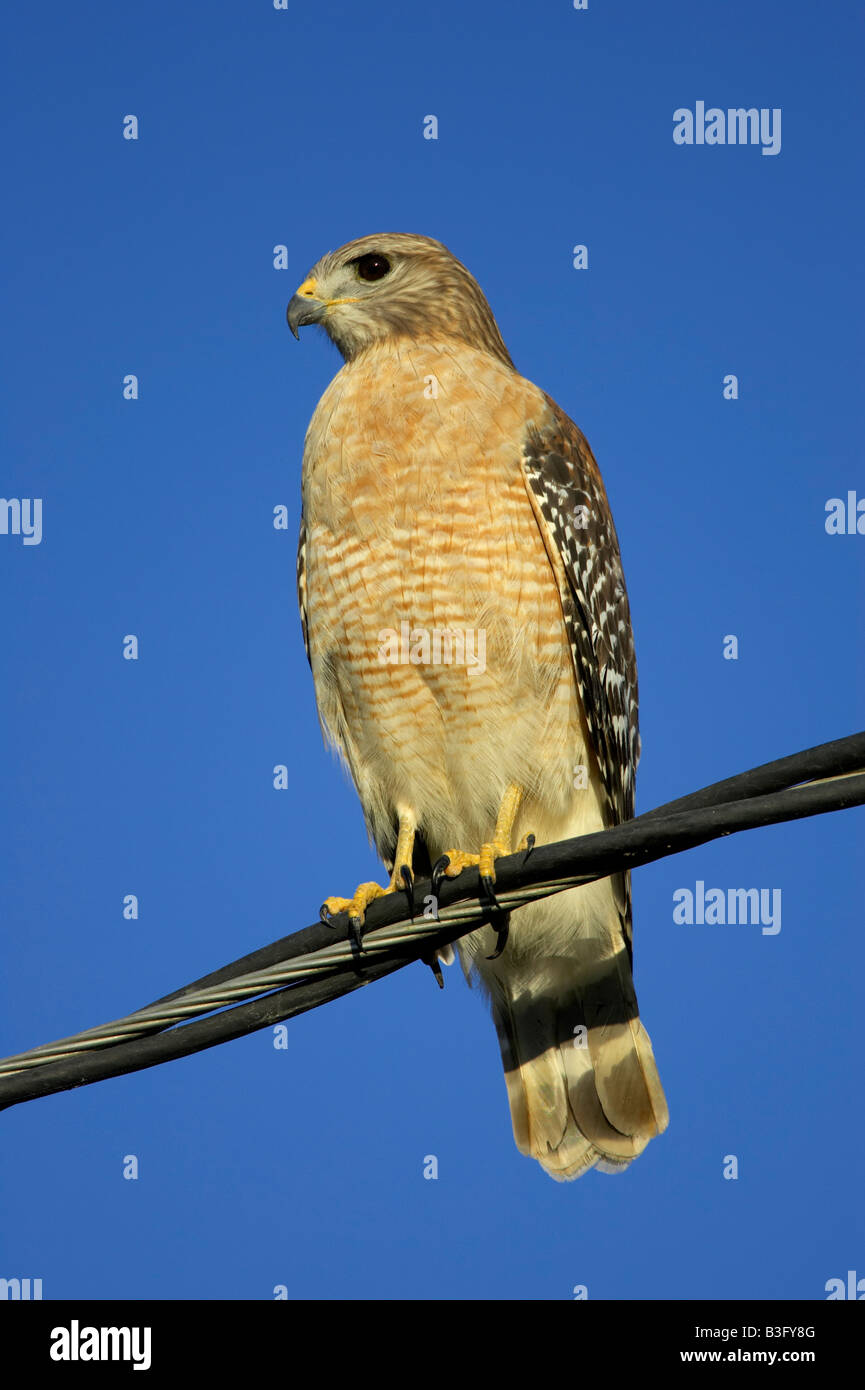 North american red shouldered hawk hi-res stock photography and images ...