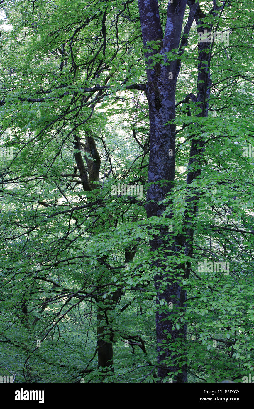 beech forest spring Stock Photo - Alamy