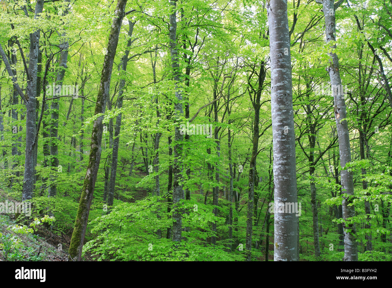 beech forest in spring Stock Photo - Alamy