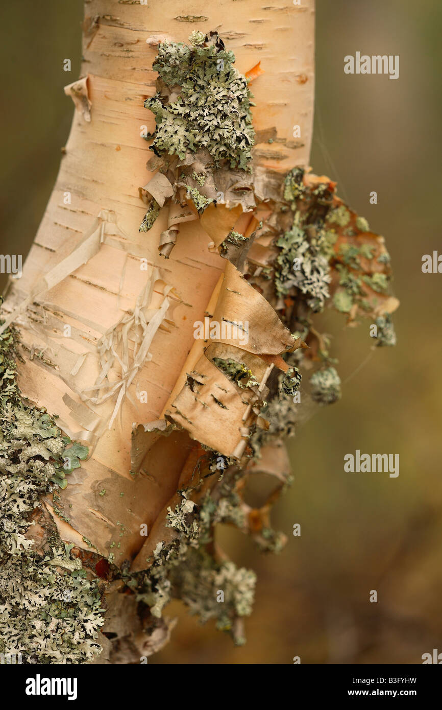 Medicinal tree bark hi-res stock photography and images - Alamy