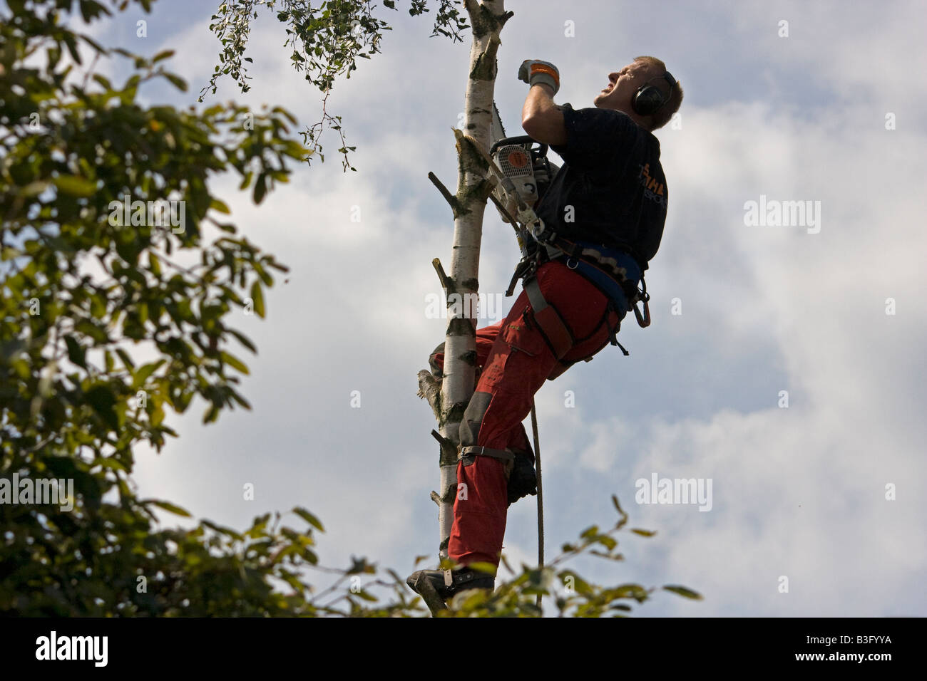 Man cutting down a tree hi-res stock photography and images - Alamy