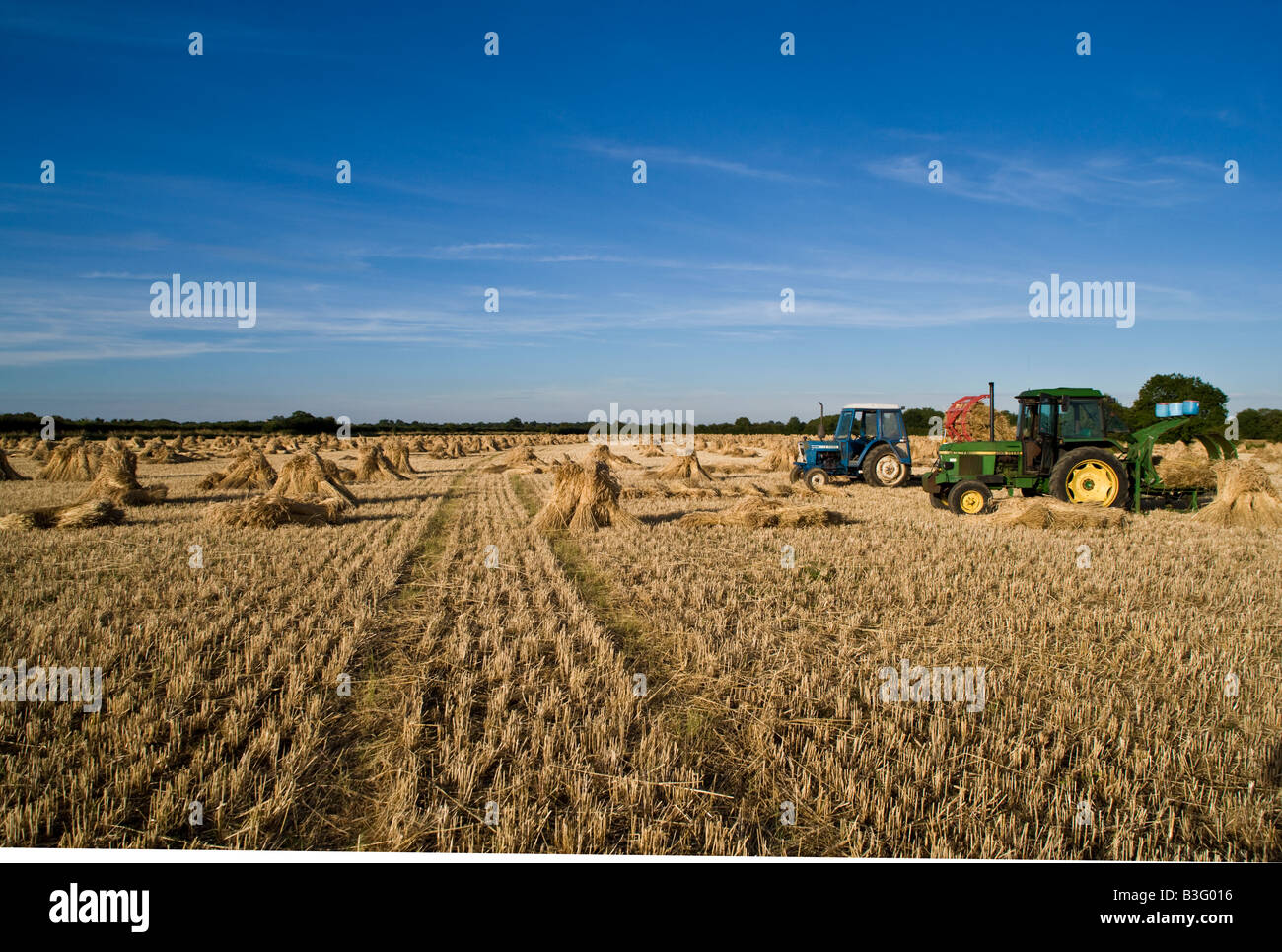 Oxfordshire wheat field with the special long stemmed crop drying in ...