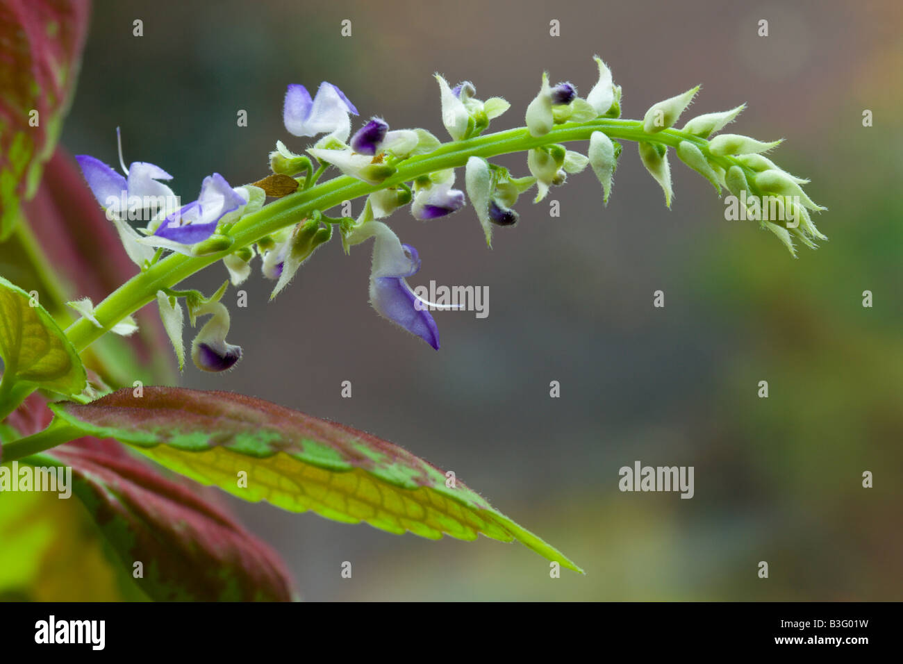 Blue coleus hi-res stock photography and images - Alamy
