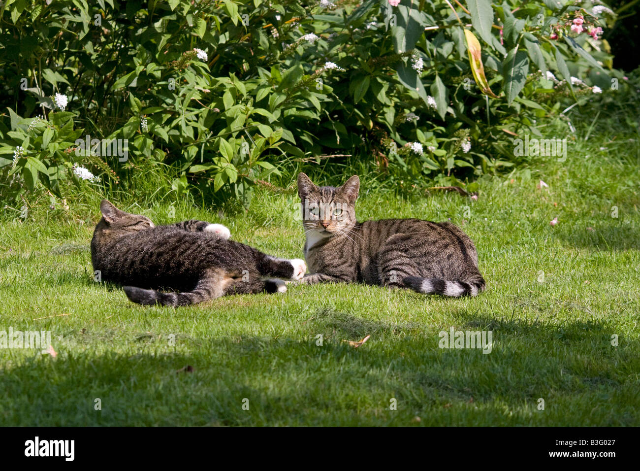 Tabby cat playing outside hi-res stock photography and images - Alamy