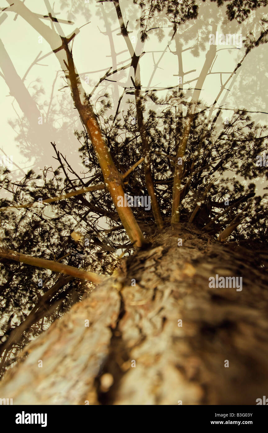 Pine tree,looking up from base to branch Stock Photo - Alamy