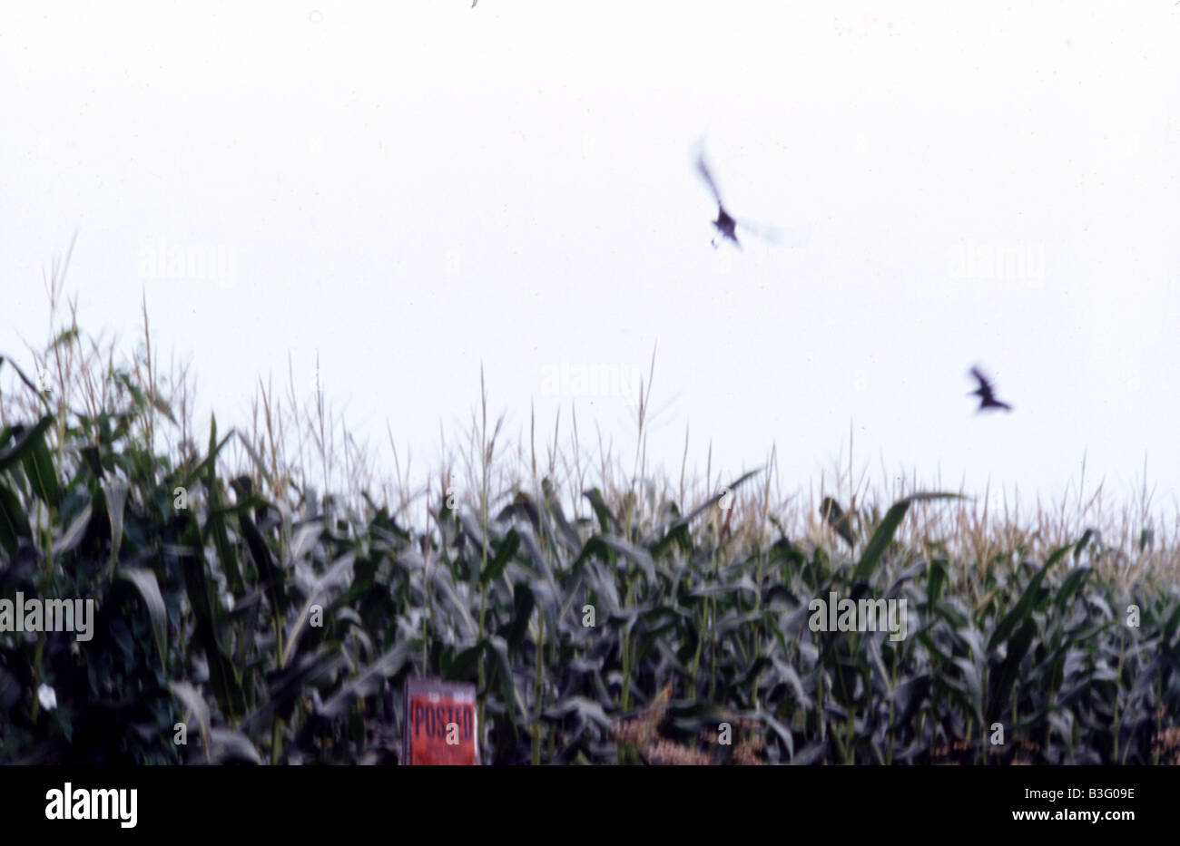 a field of corn with crows flying about Stock Photo - Alamy