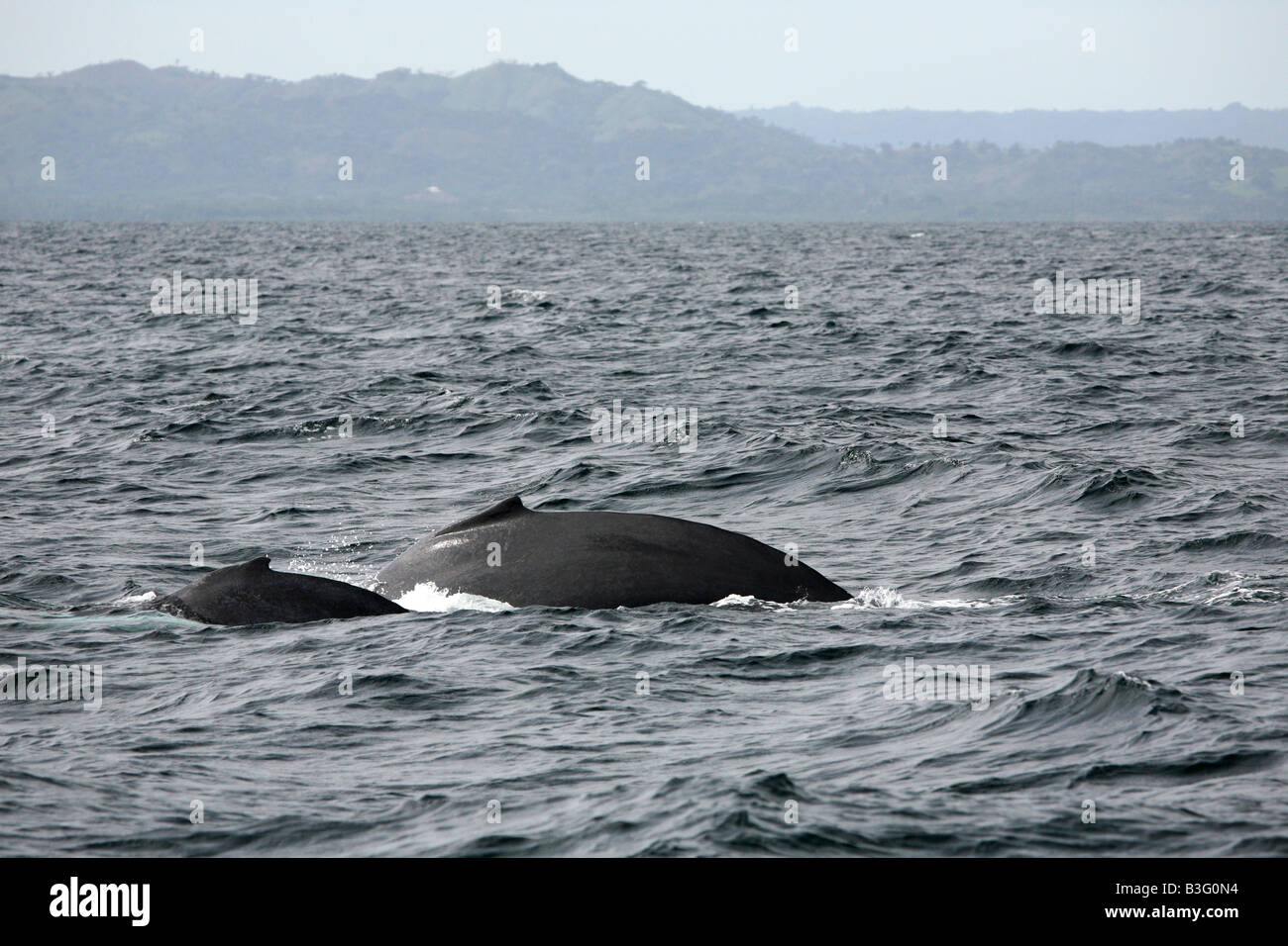 Baby humpback whale hi-res stock photography and images - Alamy