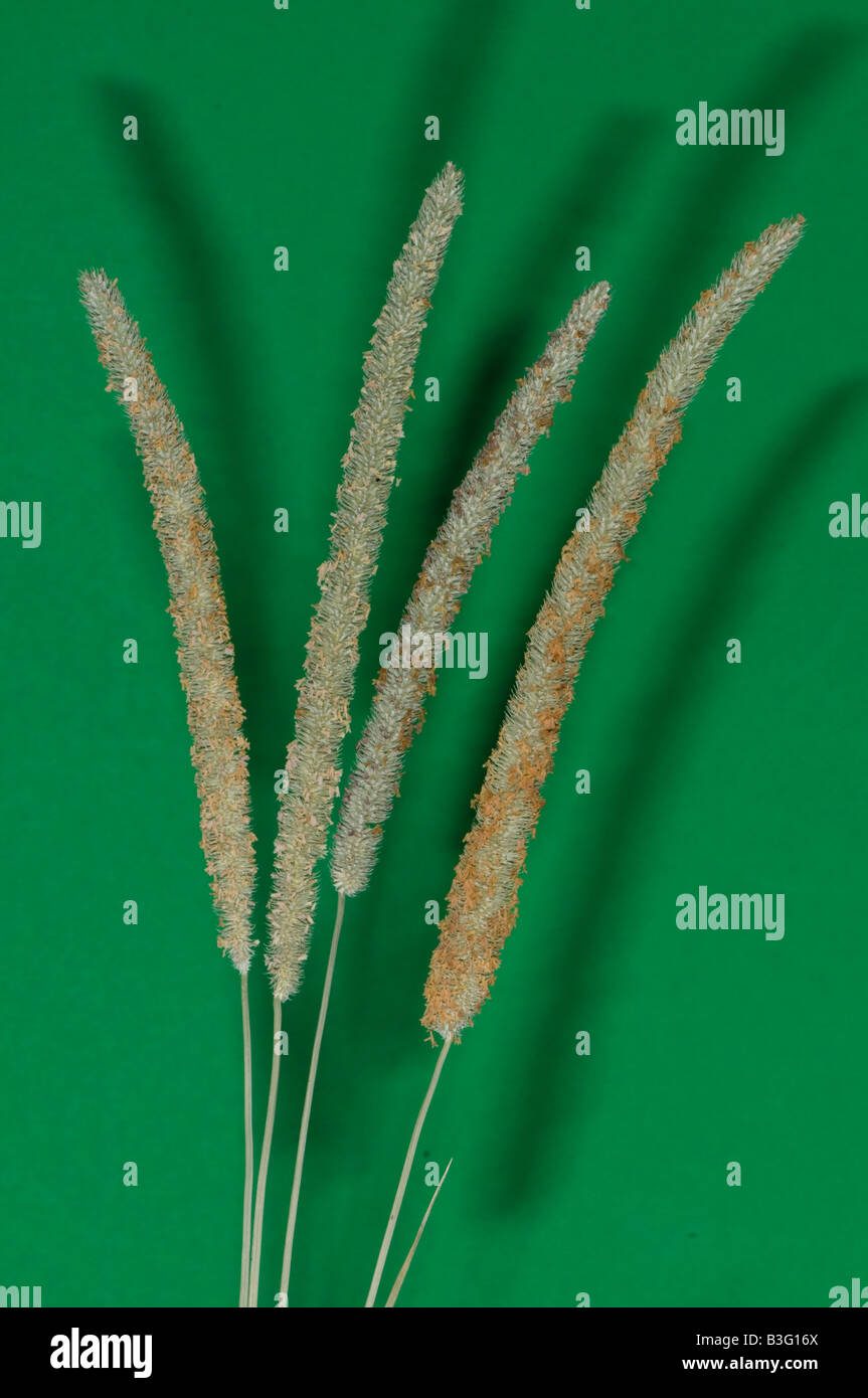 Timothy grass hi-res stock photography and images - Alamy