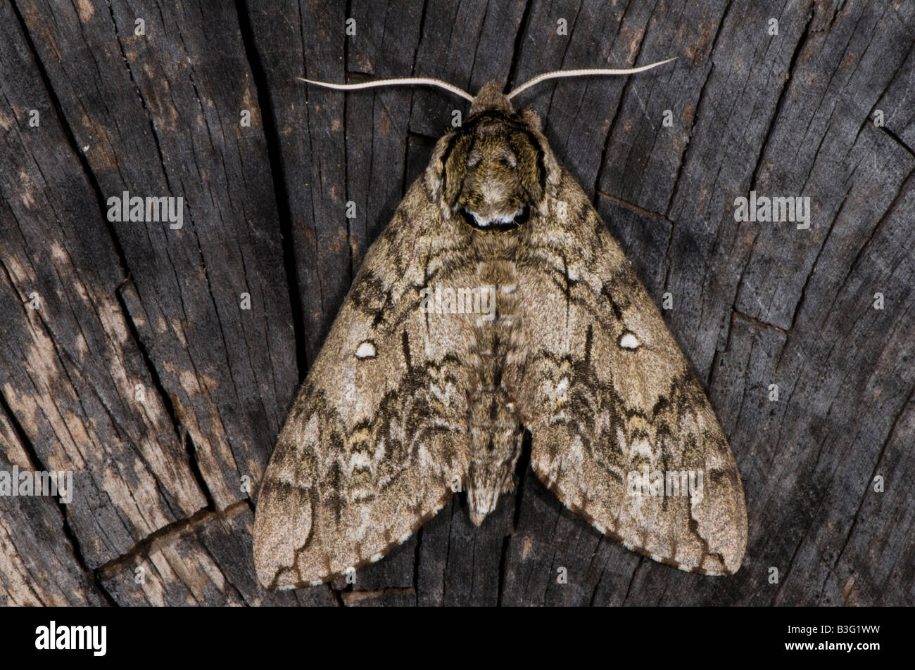 Waved Sphinx moth Family Sphingidae Sphinx Moths Ceratomia undulosa ...