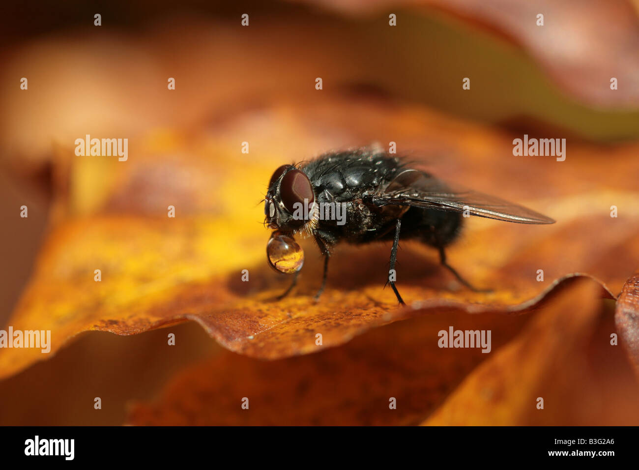Flesh Fly Sarcophaga sp. on a Beech tree leaf Stock Photo - Alamy