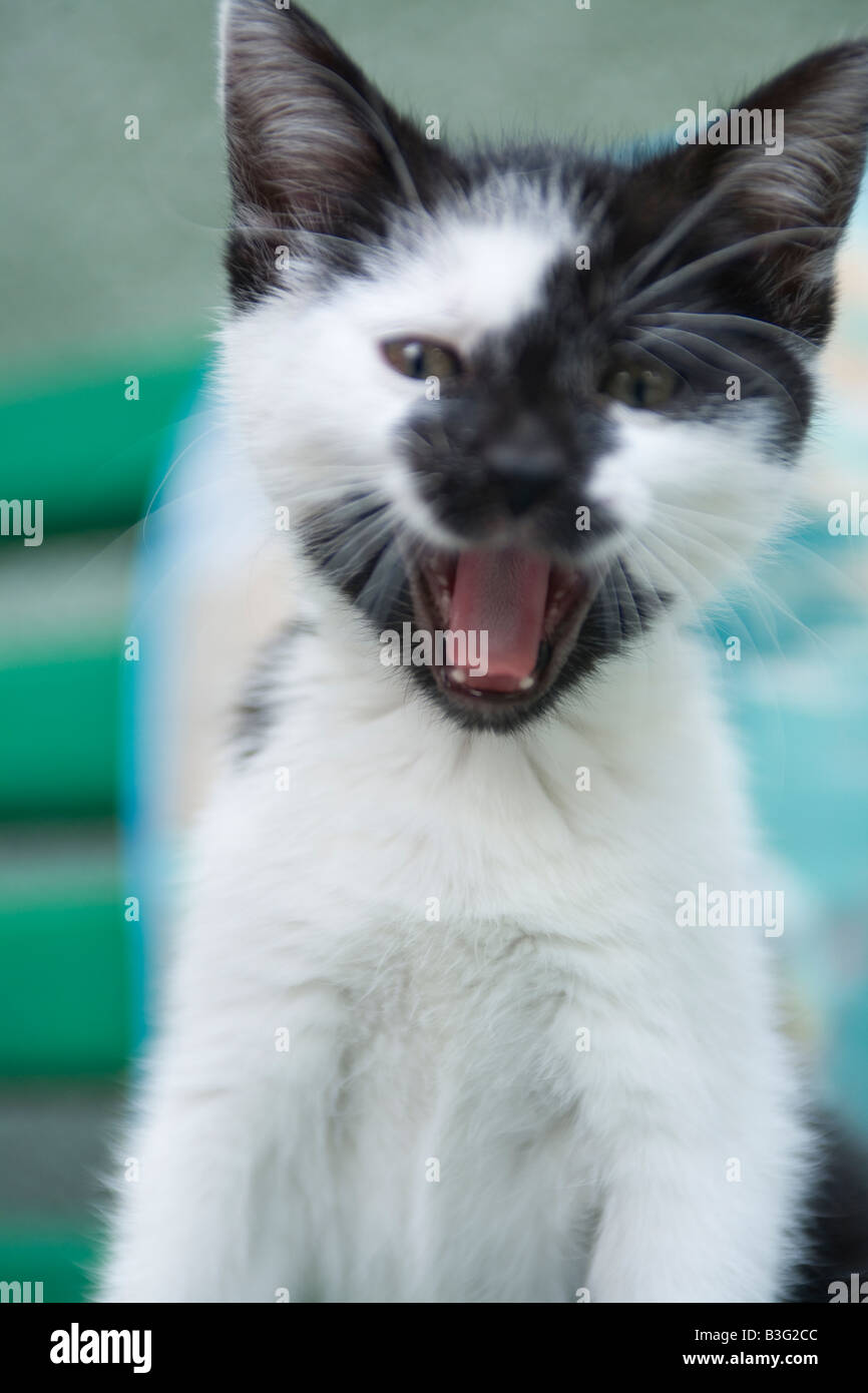 Baby cat Warsaw Poland Stock Photo - Alamy