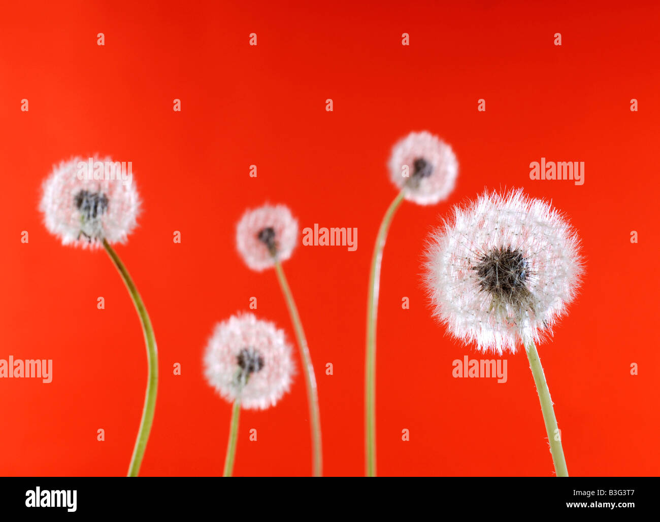 dandelions on red background Stock Photo - Alamy