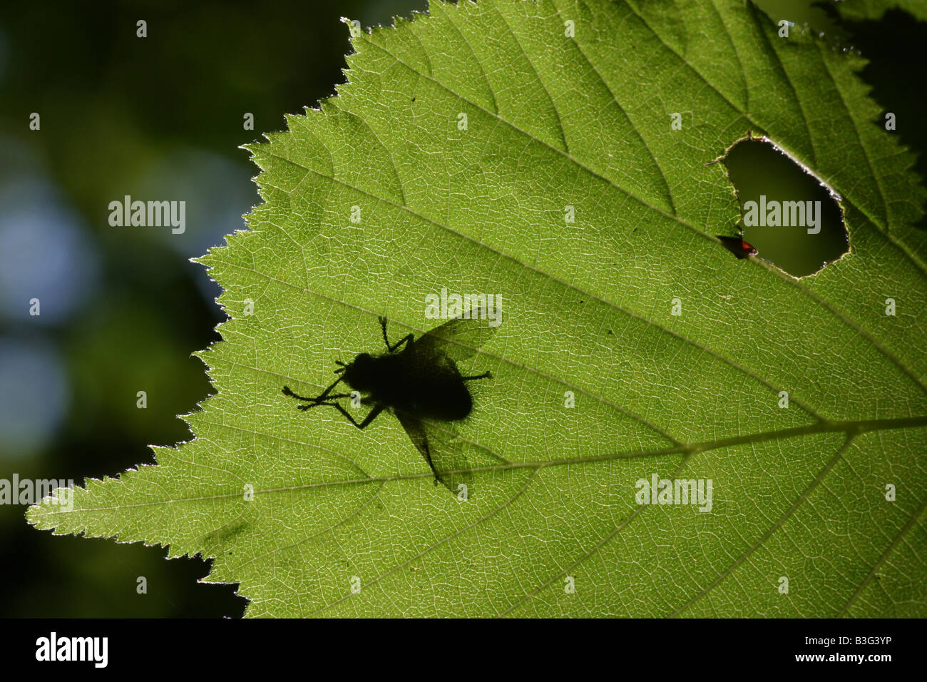 Fly on a hazel tree leaf Stock Photo - Alamy