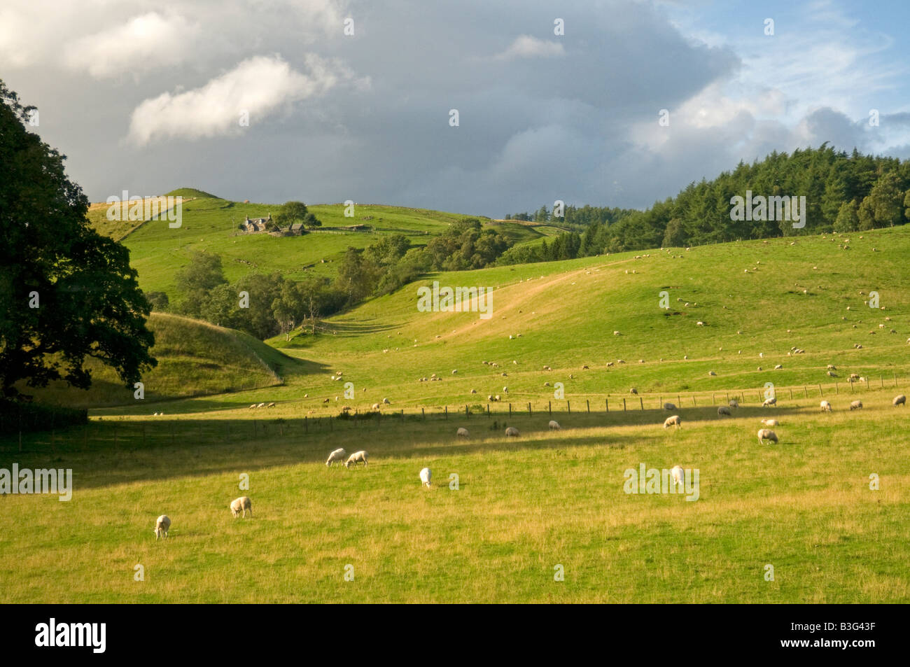 Sheep grazing an upland farm near Blair Atholl Perthshire Tayside ...