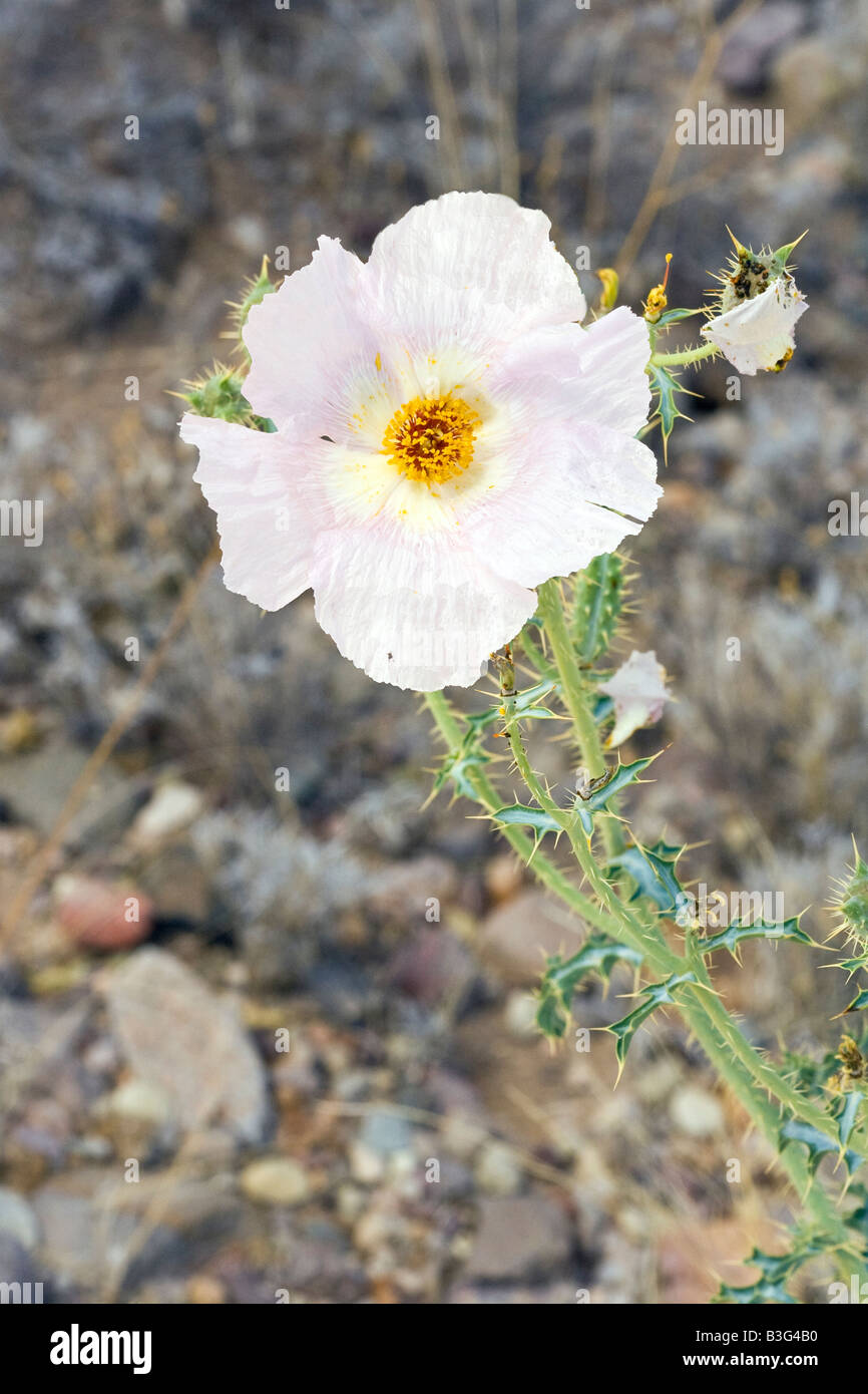 Bluestem Prickly Poppy Argemone albiflora Stock Photo - Alamy