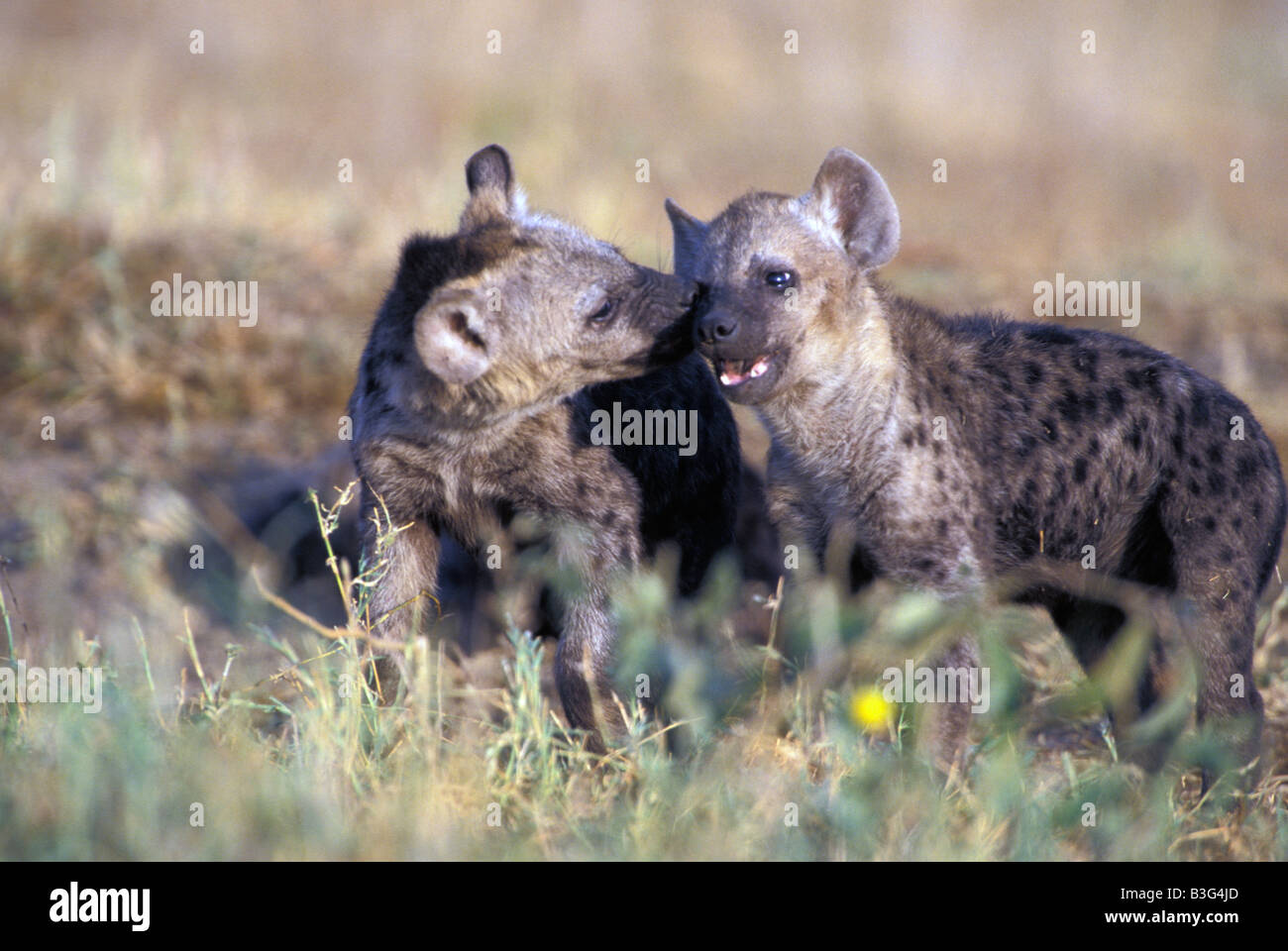 HYENA, Crocuta crocuta, spotted hyena, Maasai Mara Game Reserve, Africa ...