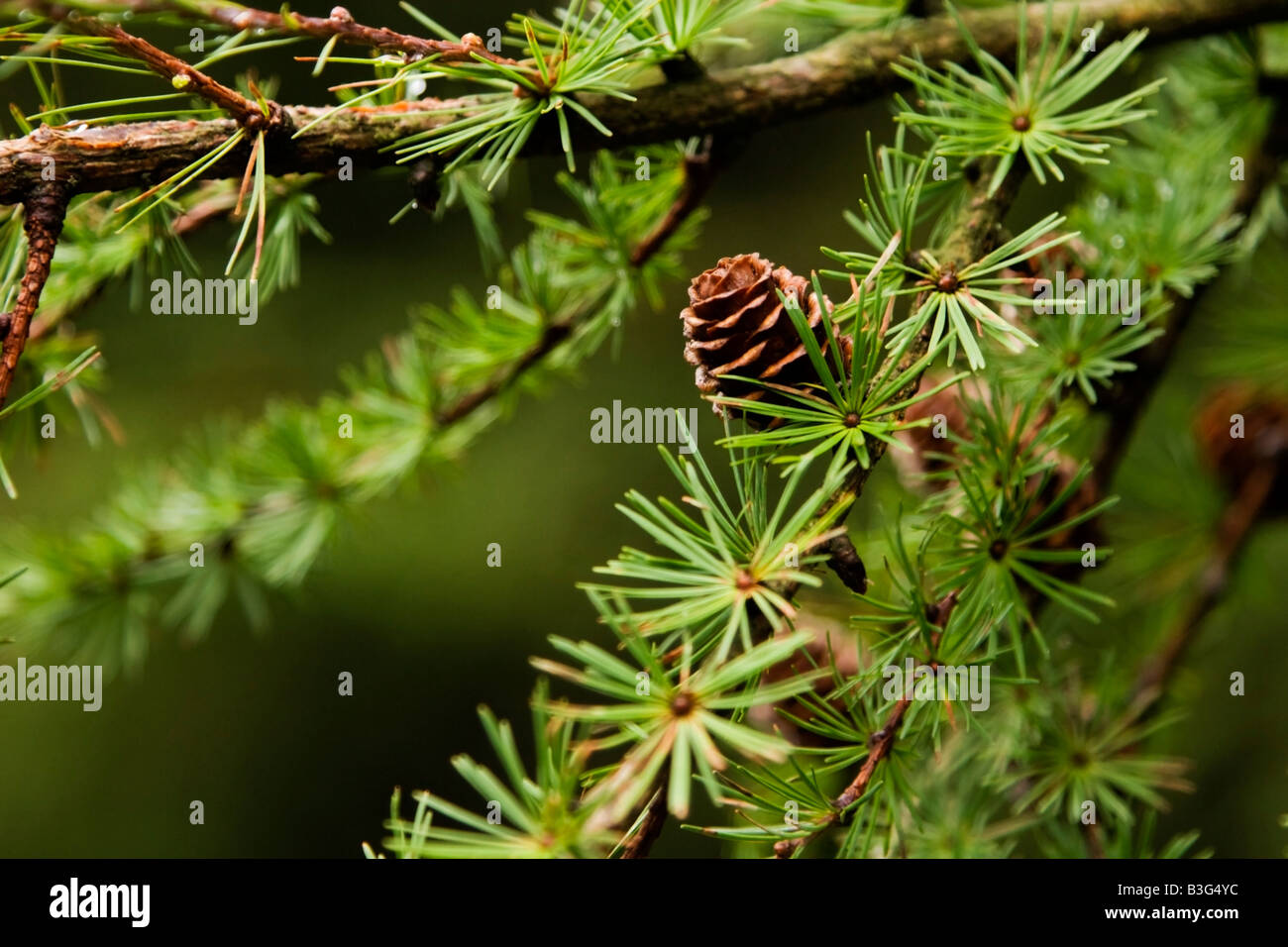 Fir cone growing on branch Stock Photo - Alamy